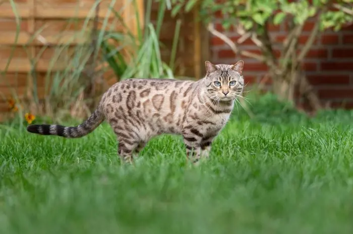 9 Fakta Menarik Kucing Savannah, Kucing dengan Corak Mirip Macan Tutul ...
